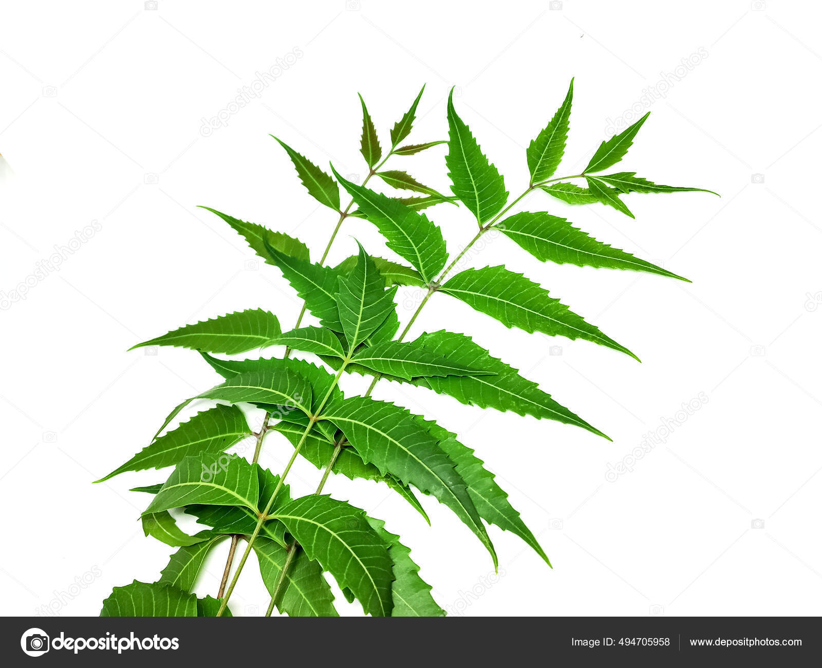 Azadirachta Indica Branch Neem Tree Leaves Isolated White Background ...