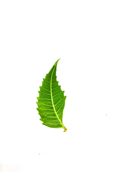 Single Neem Leaf