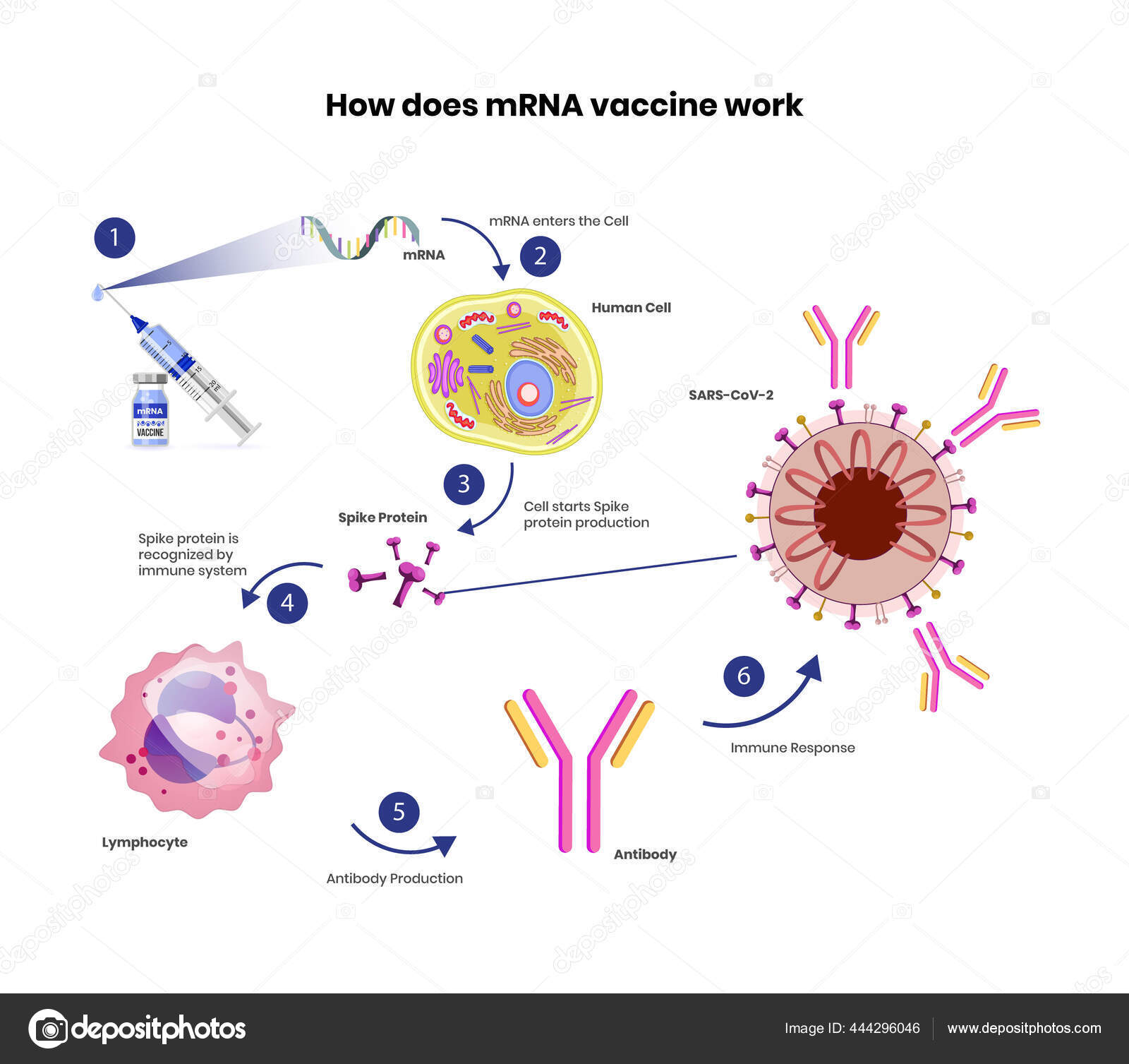 Mrna Vaccine Schematic Illustration Coronavirus Vaccine Mechanism ...