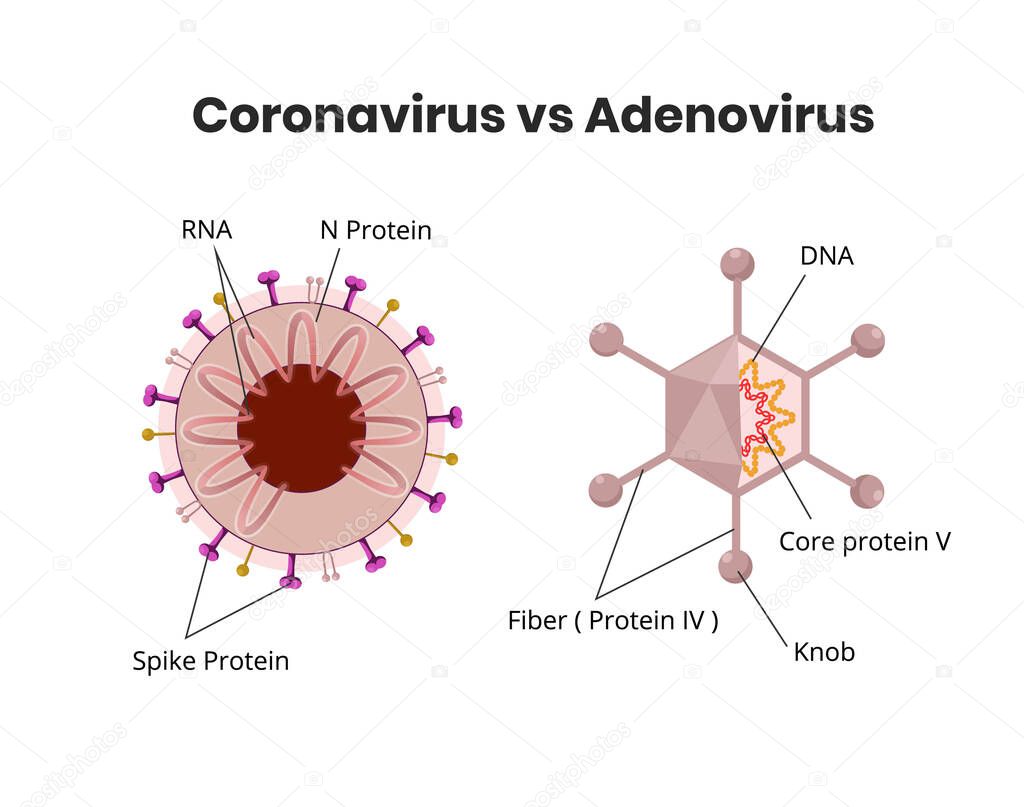 Estructura Del Adenovirus Anatomía Del Coronavirus Arn Virus Adn ...
