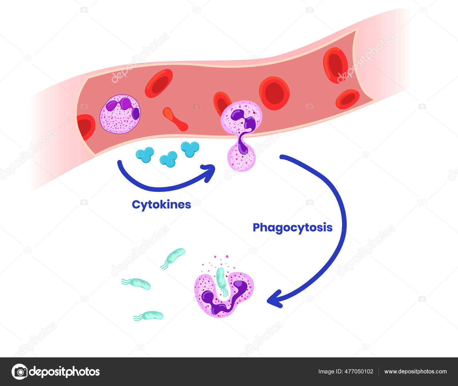 Phagocytosis Diagram