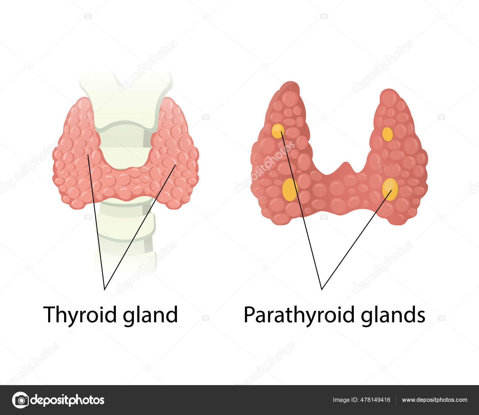 Anatomia Da Paratireoide