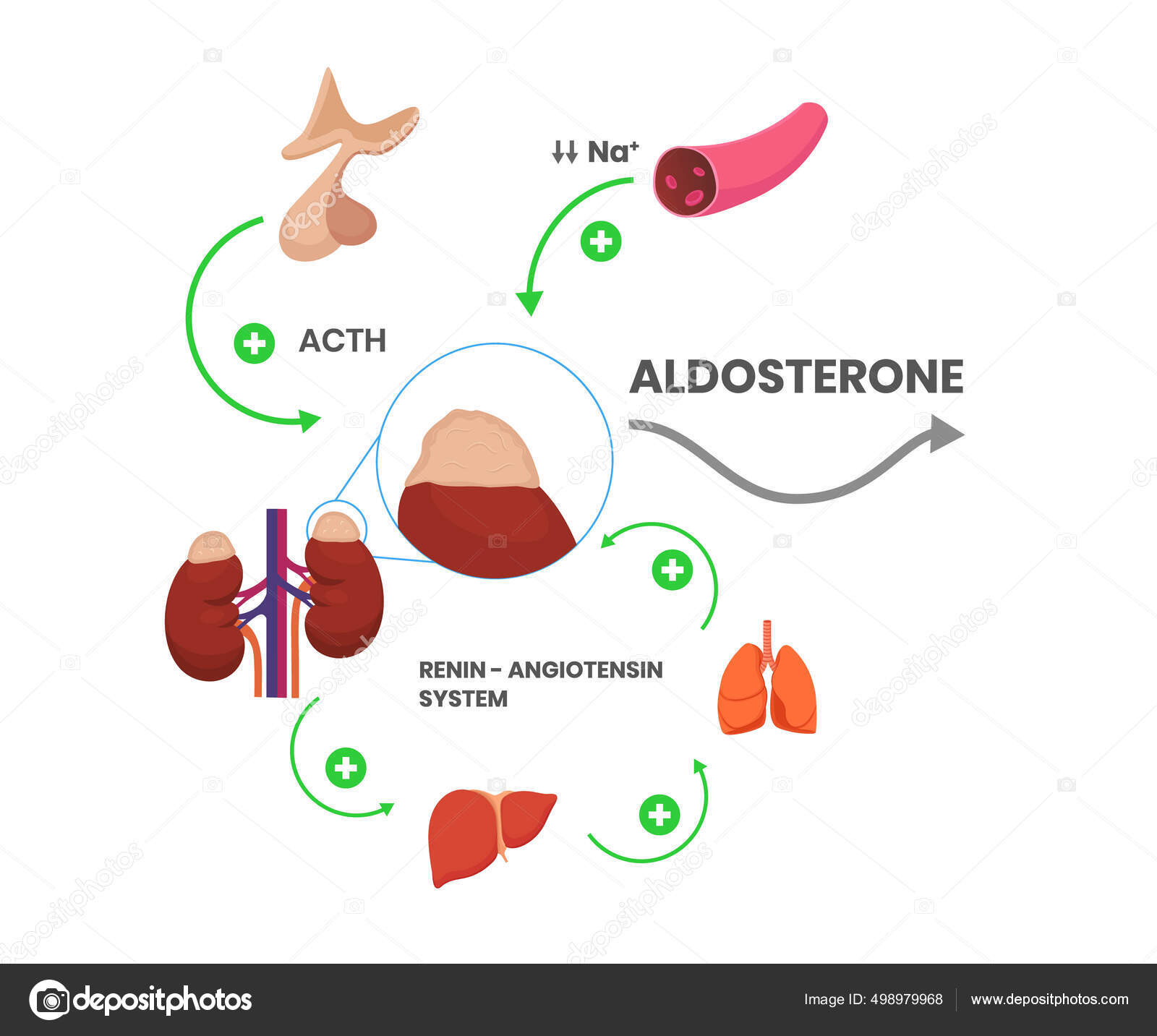 Aldosteron Hormone Syntheis Adrenal Gland Mineralcorticoid Production ...