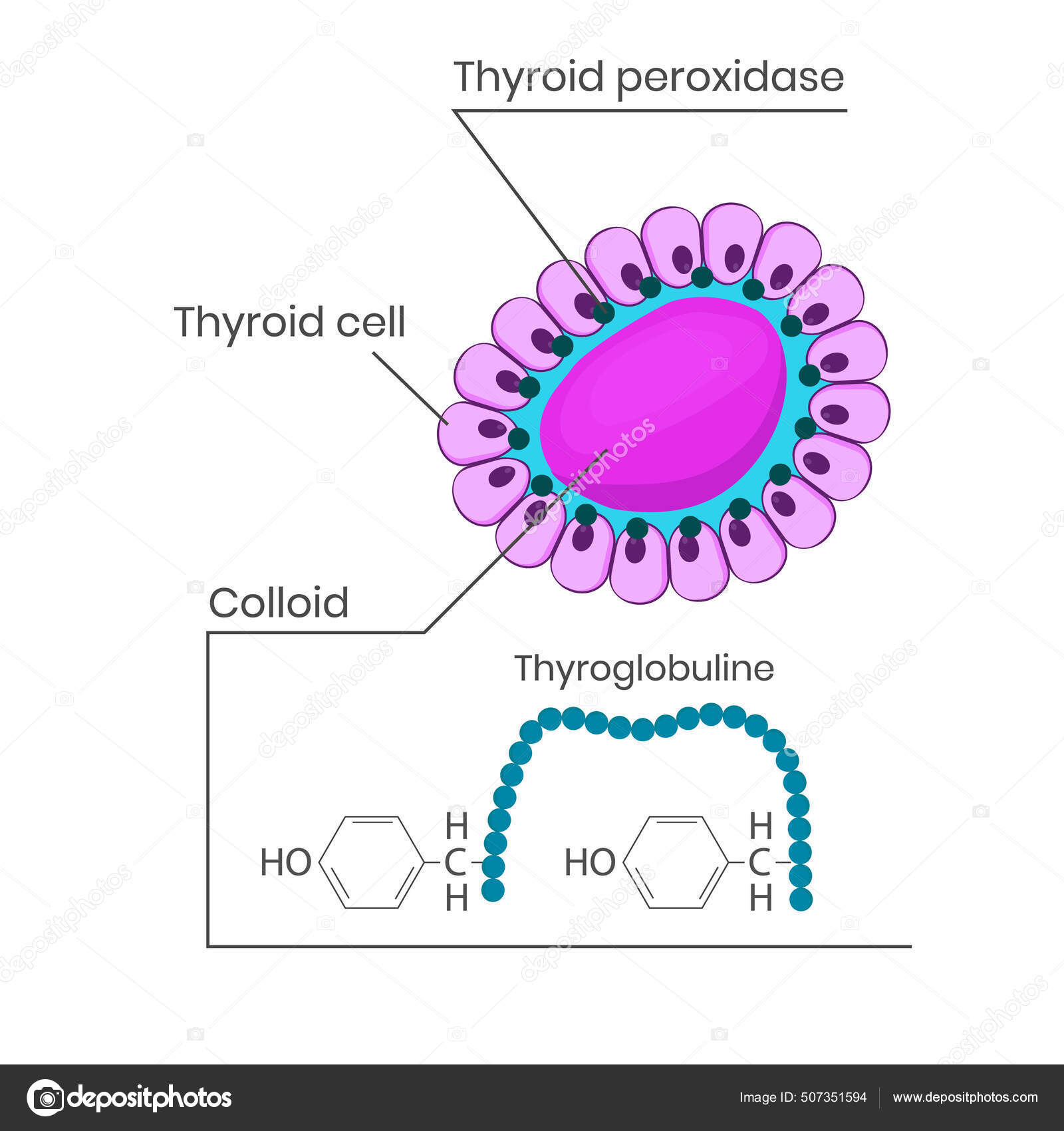 Thyroid Follicule Structure Colloid Thyroglobulin Stock Vector Image by ...