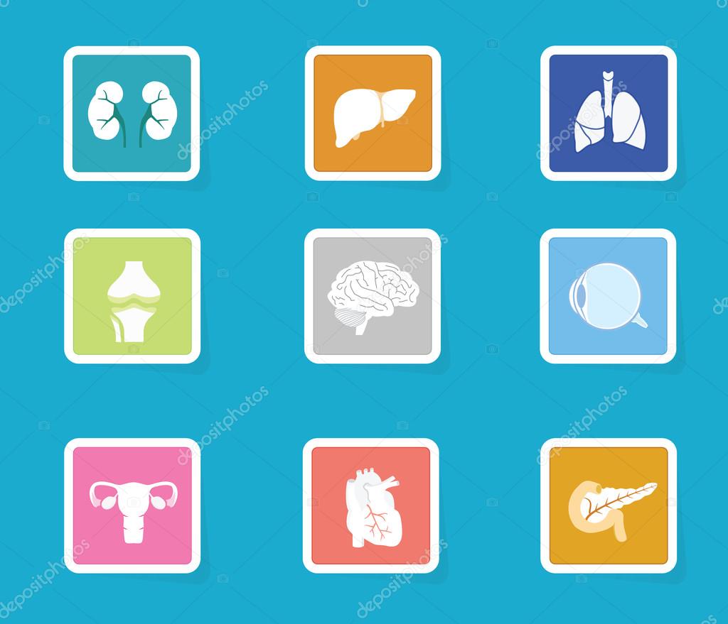 Human organ icon set. Modern flat design anatomy icons Stock Vector ...
