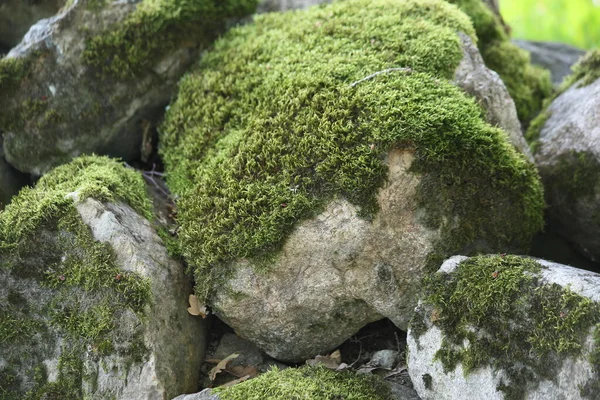 Mossy rocks Stock Photos, Royalty Free Mossy rocks Images | Depositphotos