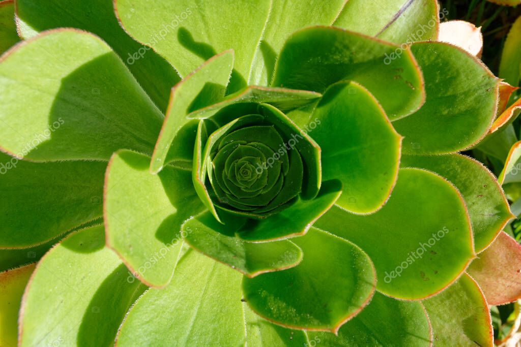 Una suculenta cara verde brillante en la cámara así que estamos mirando ...
