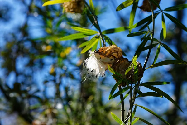 Giant swan milkweed Stock Photos, Royalty Free Giant swan milkweed ...