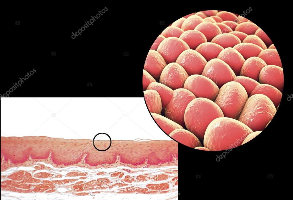 Human cells, micrograph and 3D illustration — Stock Photo © katerynakon ...