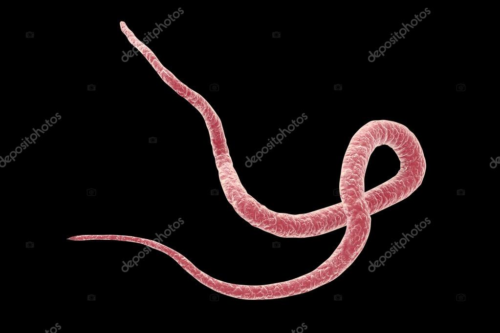 Gusanos Nematodos En Humanos