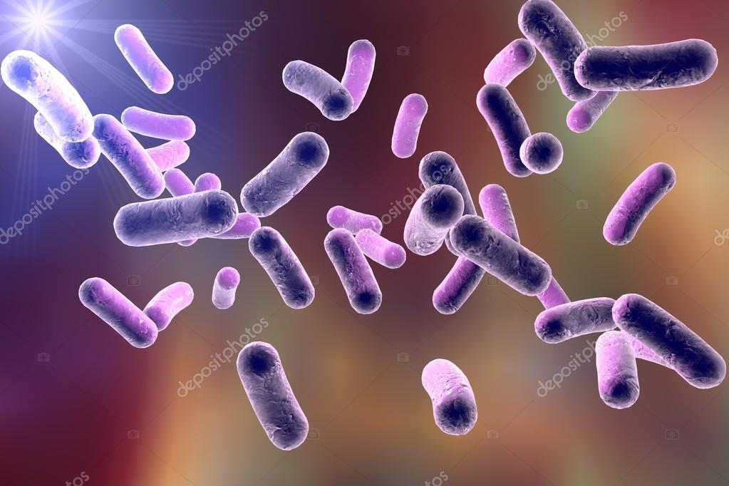 Diplobacillus Bacteria