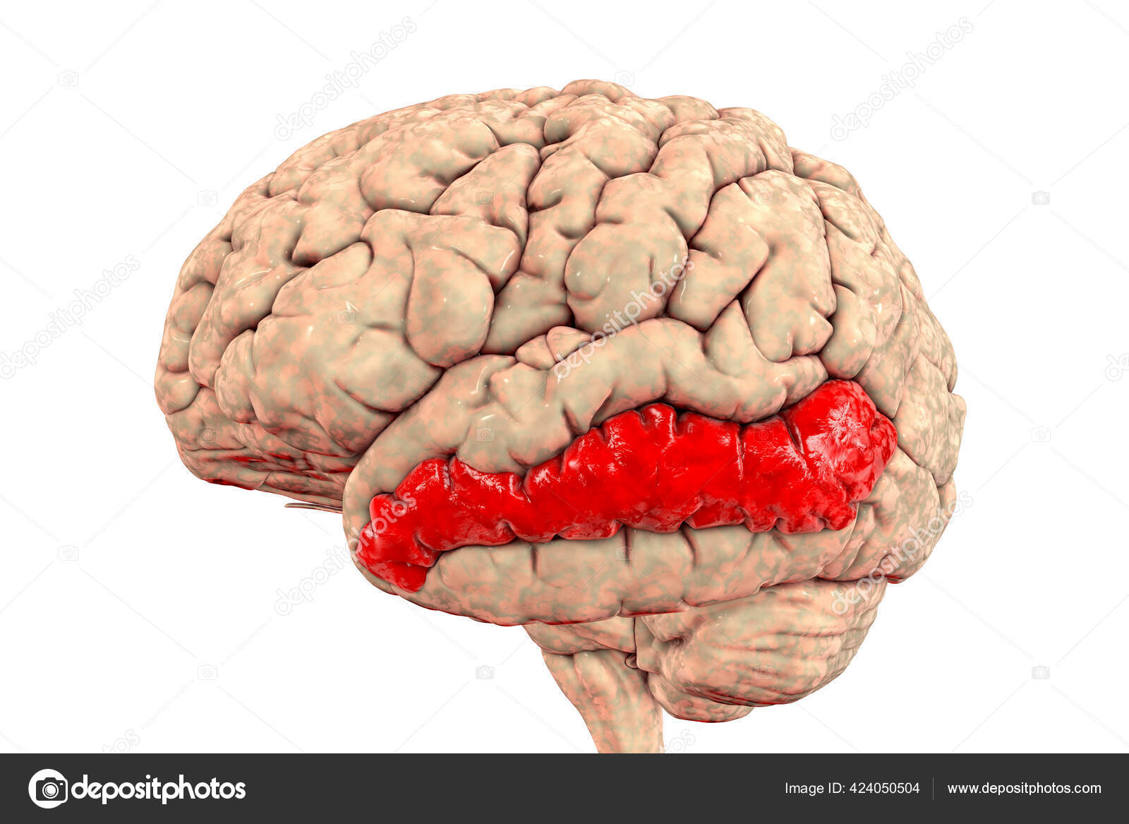 Middle Temporal Gyrus