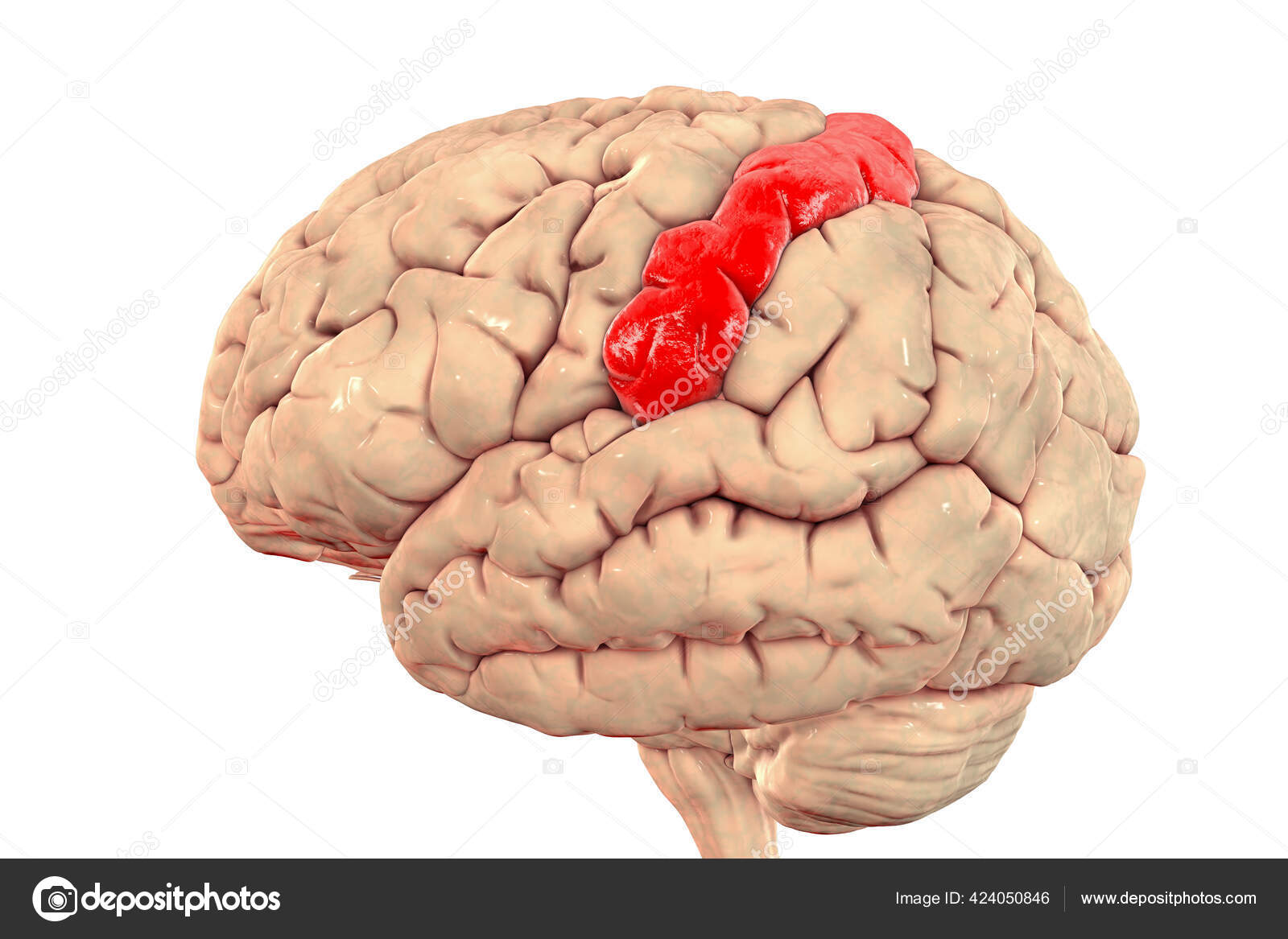 Primary Somatosensory Cortex Brodmann Area