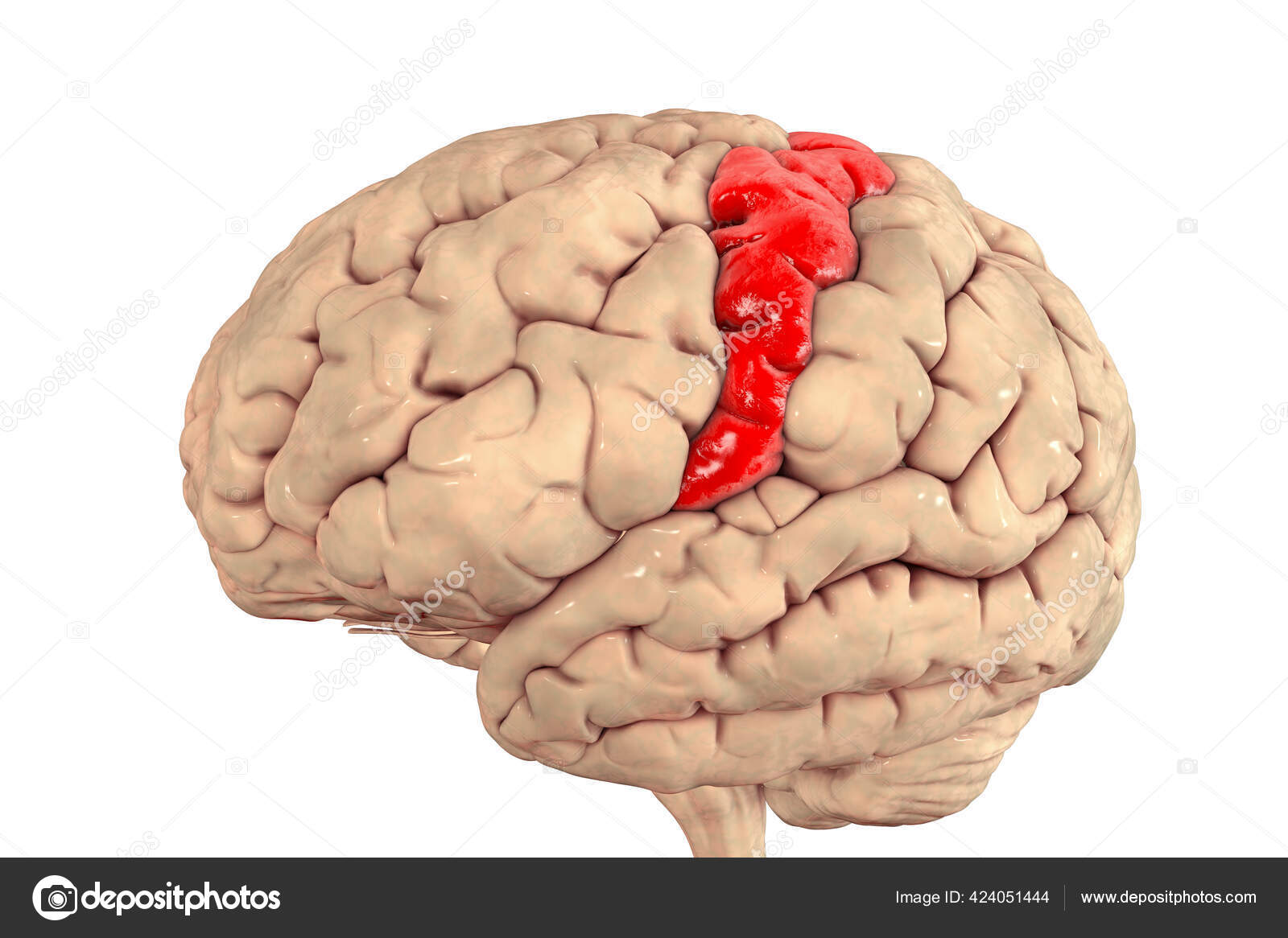 Human Brain Highlighted Precentral Gyrus Illustration Located Posterior ...