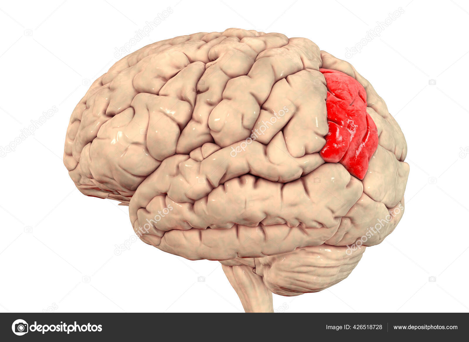 Human Brain Highlighted Angular Gyrus Illustration Located Parietal ...
