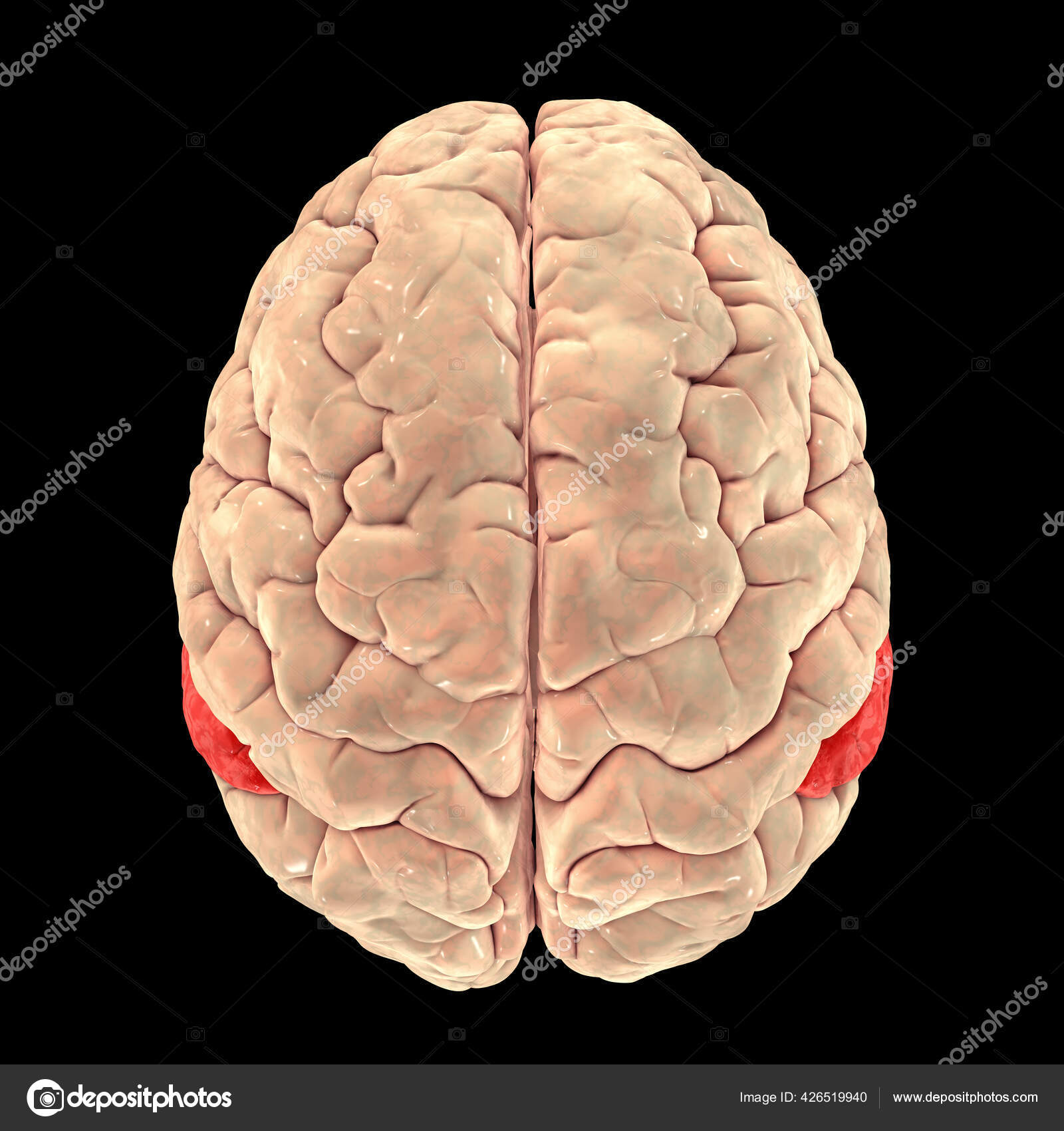 Human Brain Highlighted Angular Gyrus Top View Illustration Located ...
