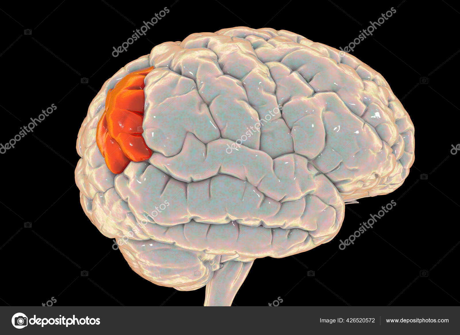 Angular Gyrus Brain And Lobes