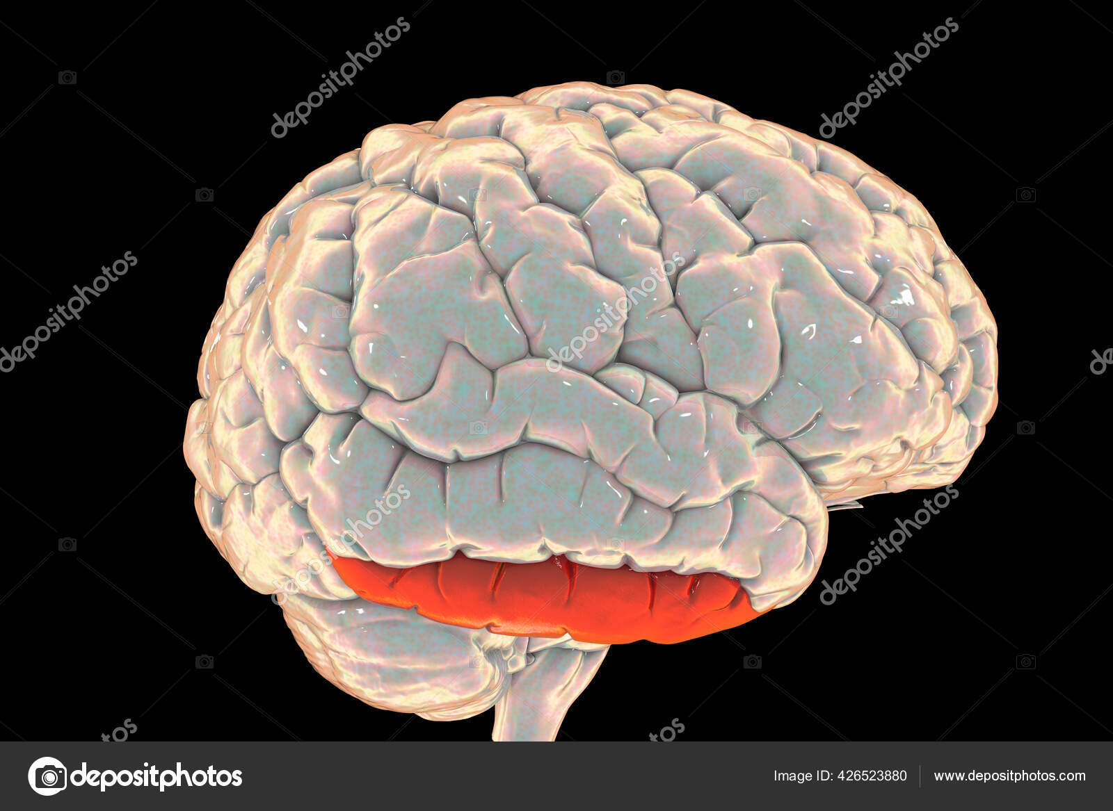 Human Brain Highlighted Inferior Temporal Gyrus Illustration Located ...