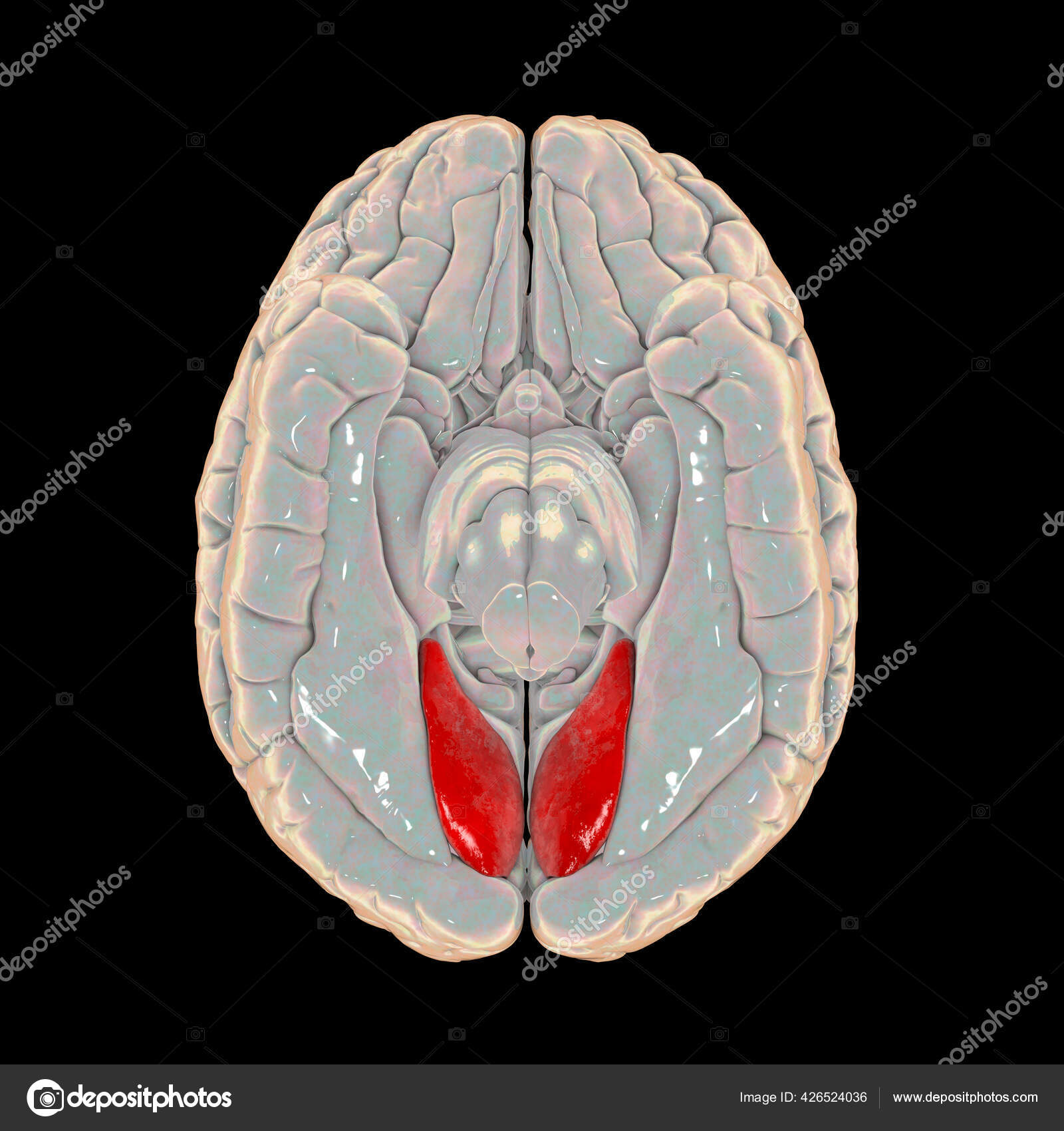Human Brain Labeled Inferior View