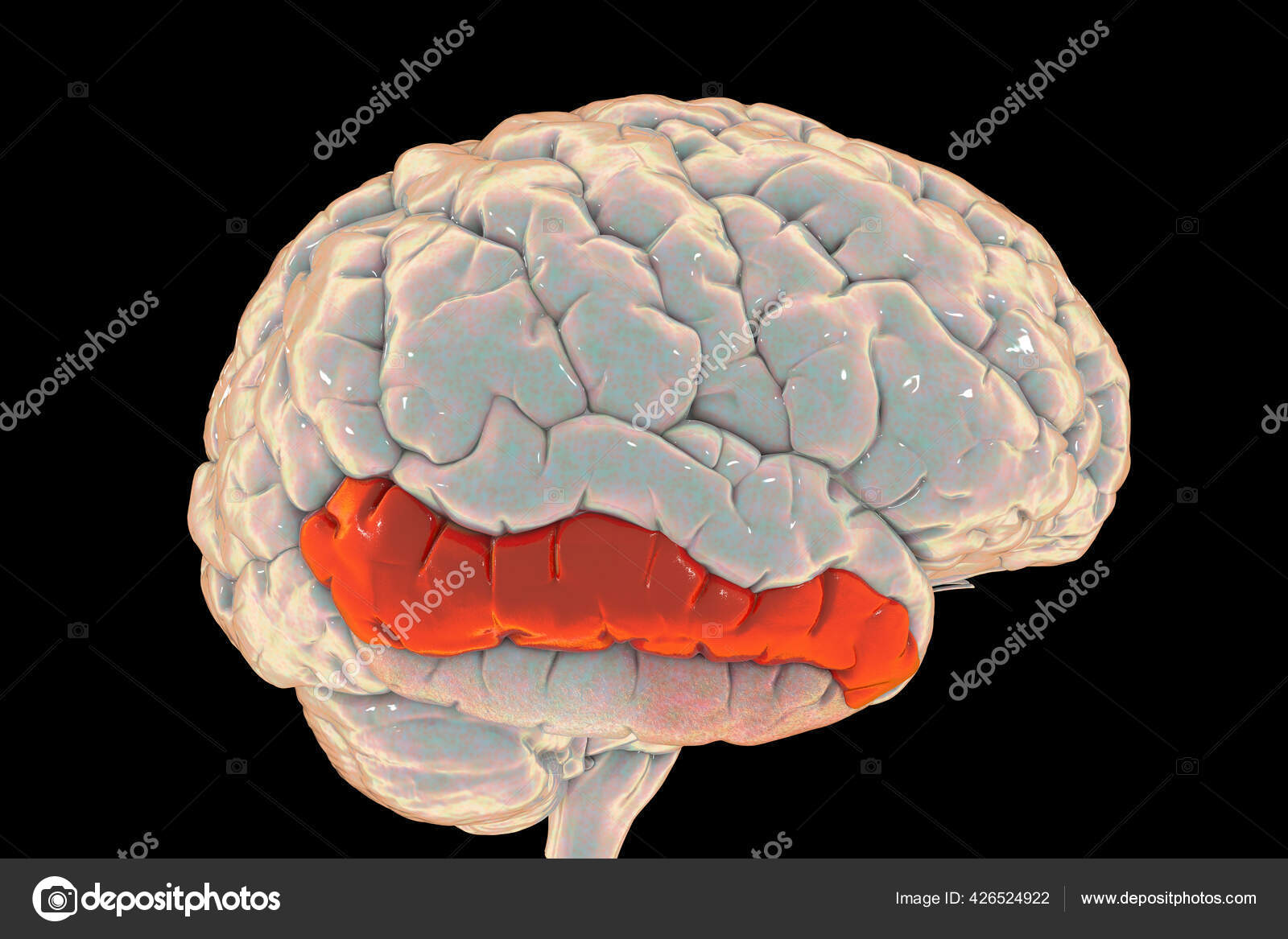 Human Brain Highlighted Middle Temporal Gyrus Illustration Located ...
