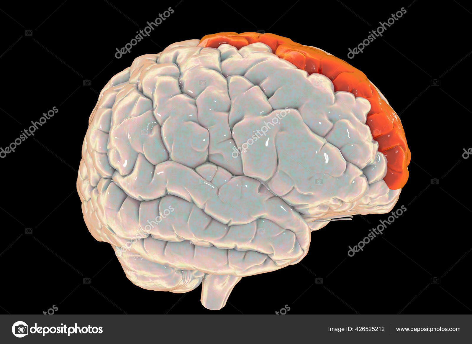 Human Brain Highlighted Superior Frontal Gyrus Also Marginal Gyrus ...