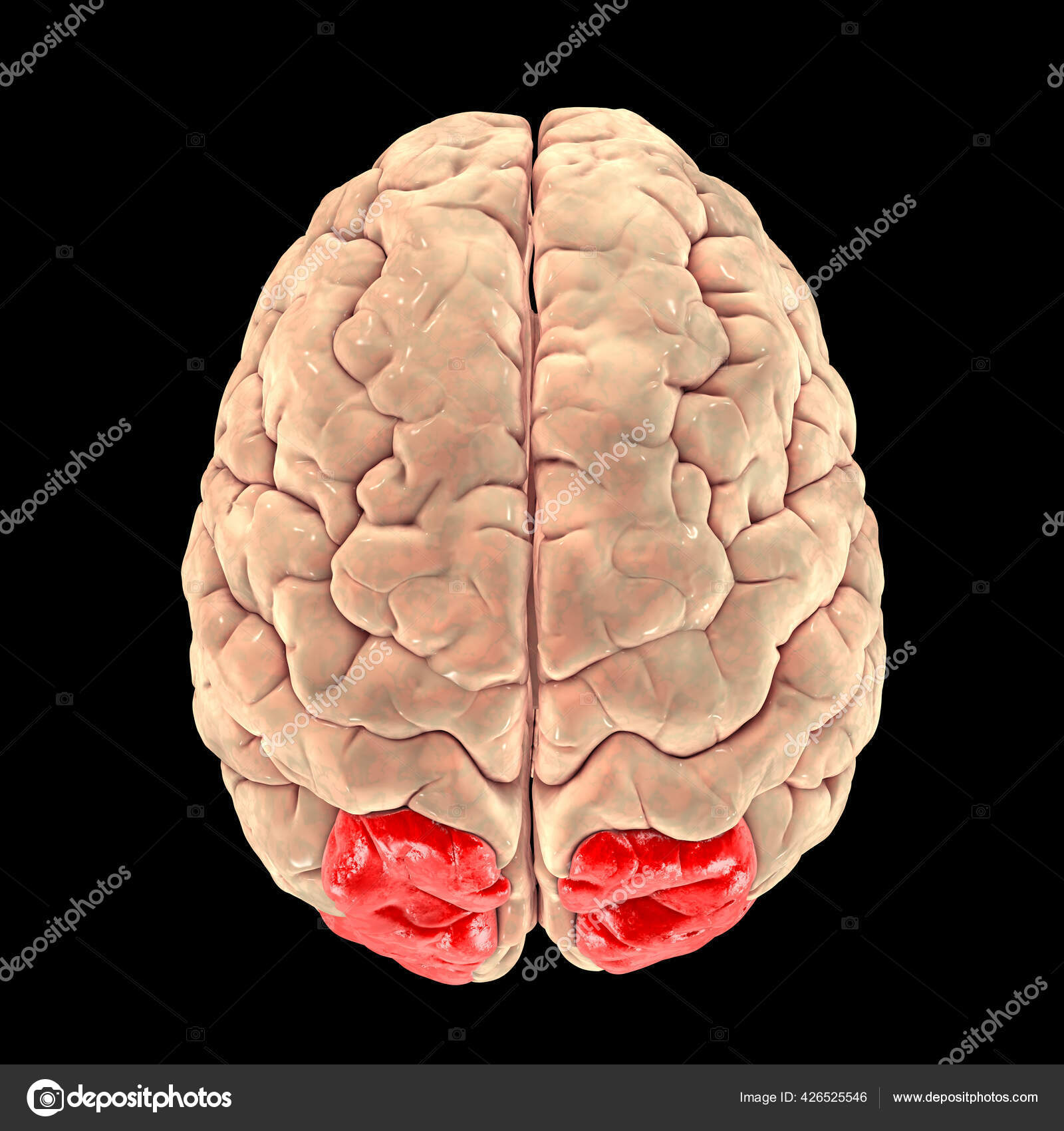 Human Brain Highlighted Superior Parietal Lobule Illustration Stock ...