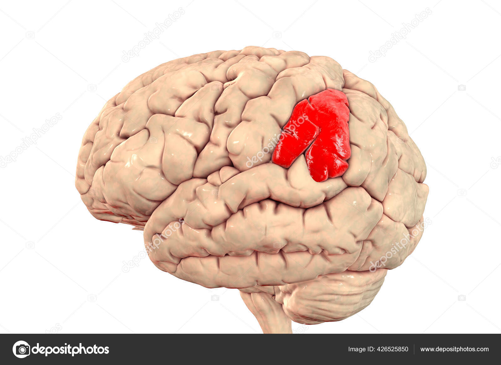 Occipitotemporal Gyrus