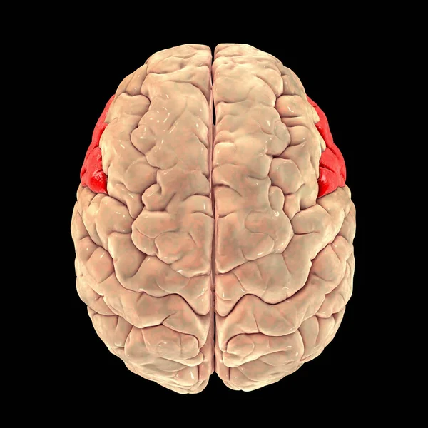 Occipitotemporal Gyrus