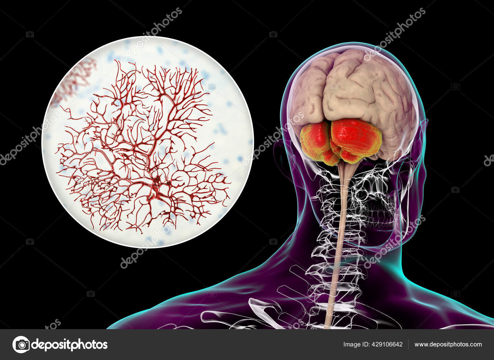 Human Brain Highlighted Cerebellum Close View Purkinje Neurons One ...