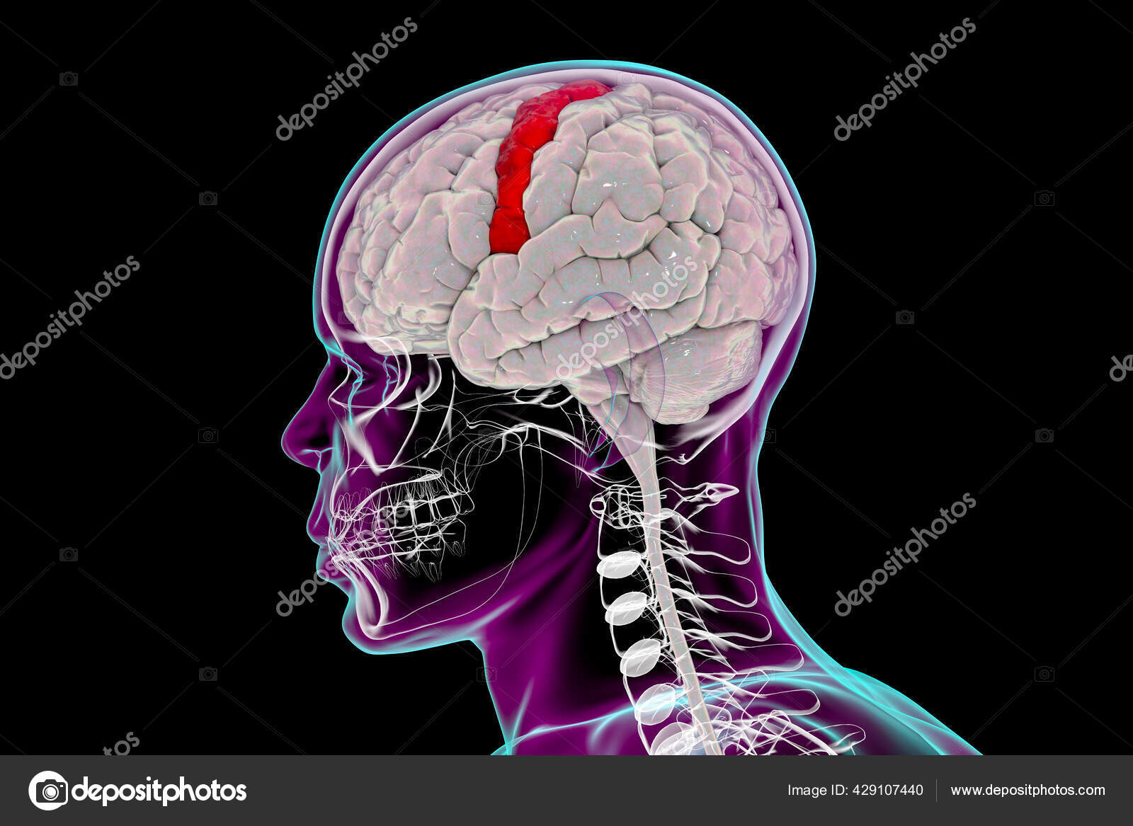 Human Brain Highlighted Precentral Gyrus Body Side View Illustration ...