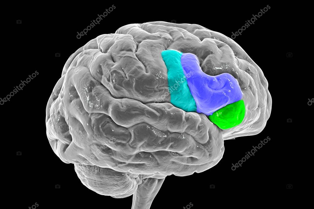 Cerebro humano con giro frontal inferior resaltado, ilustración 3D que ...