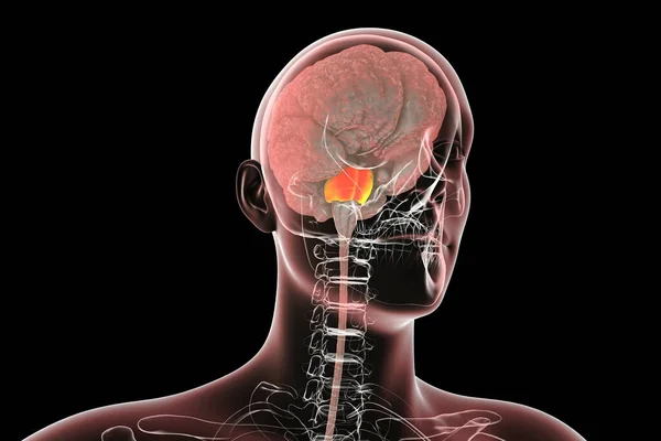 Pons Varolii destacó dentro del cerebro humano, la ilustración 3D ...