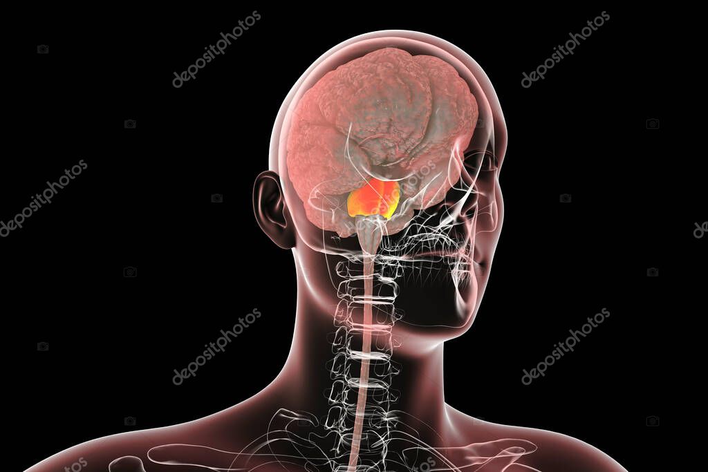 Pons Varolii destacó dentro del cerebro humano, la ilustración 3D ...