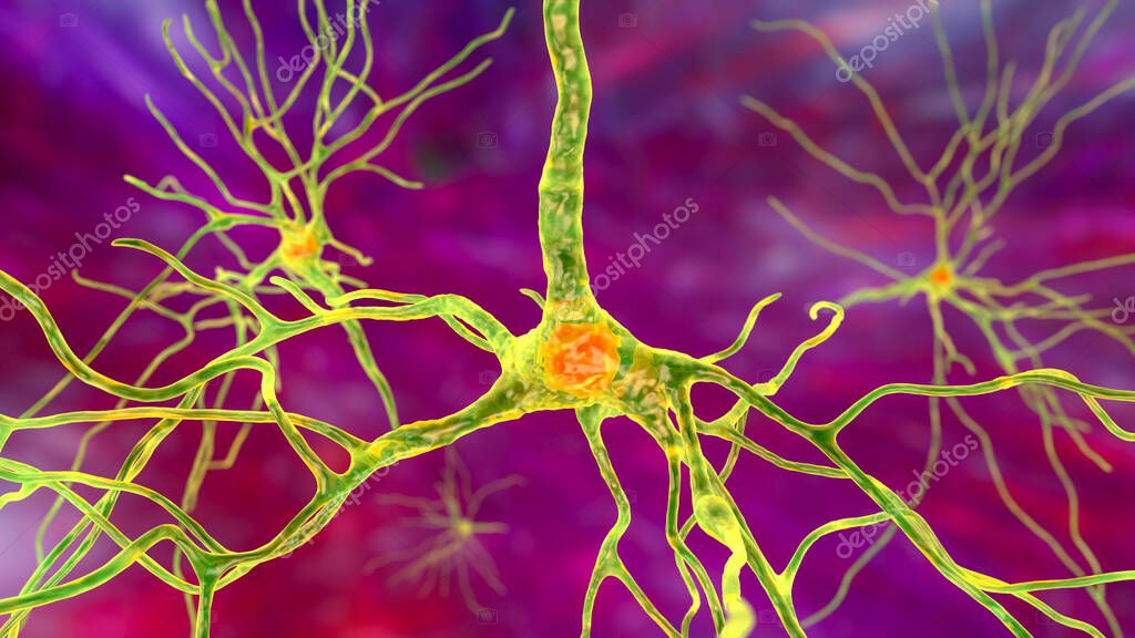 Neuronas, ilustración 3D que muestra las células cerebrales ubicadas en ...