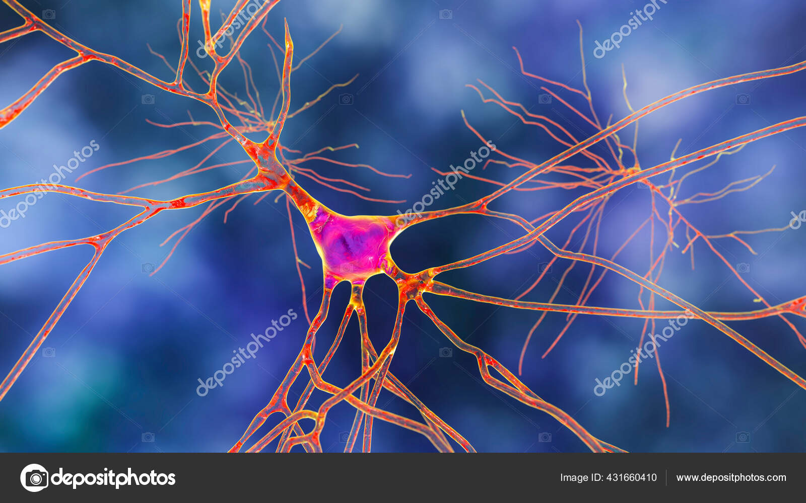 Neuron Ilustrasi Yang Menunjukkan Sel Sel Otak Terletak Korteks ...