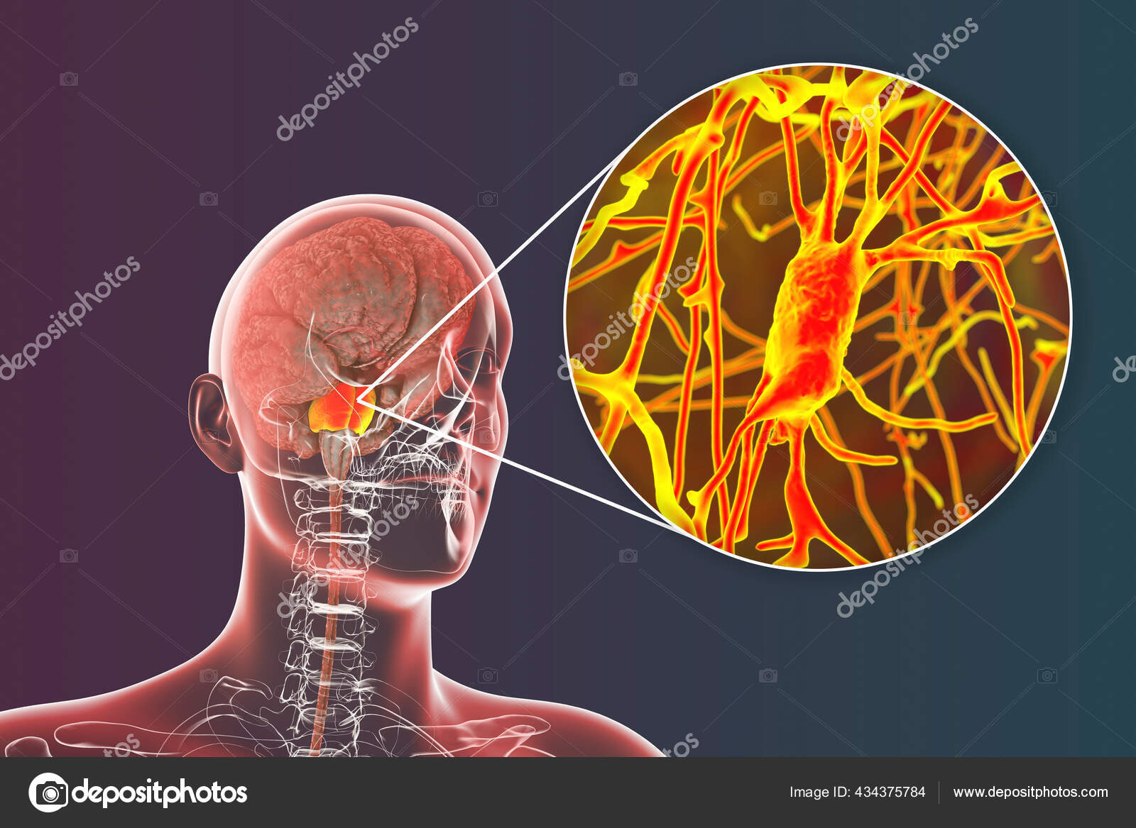 Human Brain Highlighted Pons Varolii Closeup View Pyramidal Neurons ...