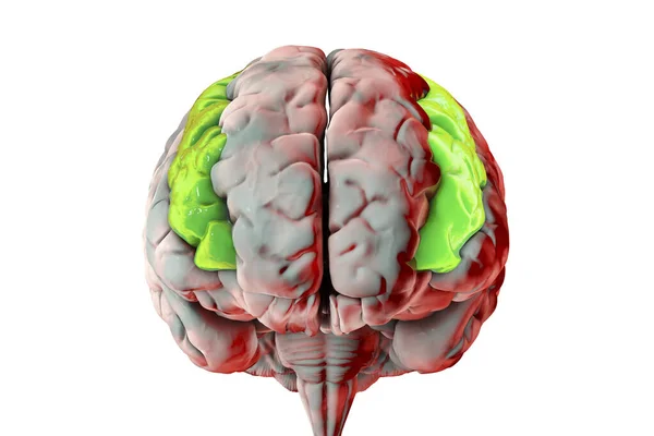 Prefrontal cortex brain Stock Photos, Royalty Free Prefrontal cortex ...