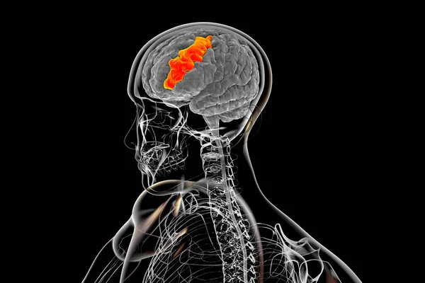 Prefrontal cortex brain Stock Photos, Royalty Free Prefrontal cortex ...