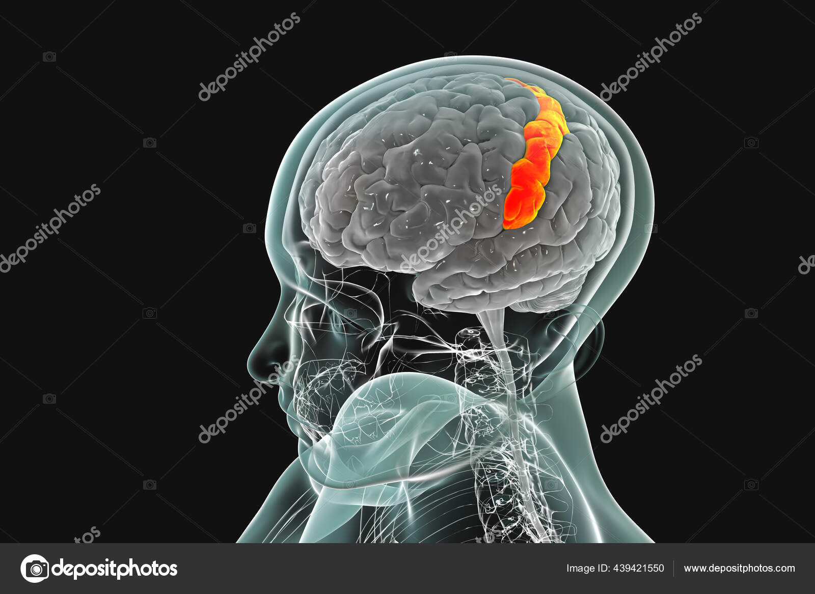 Sensory Cortex Location