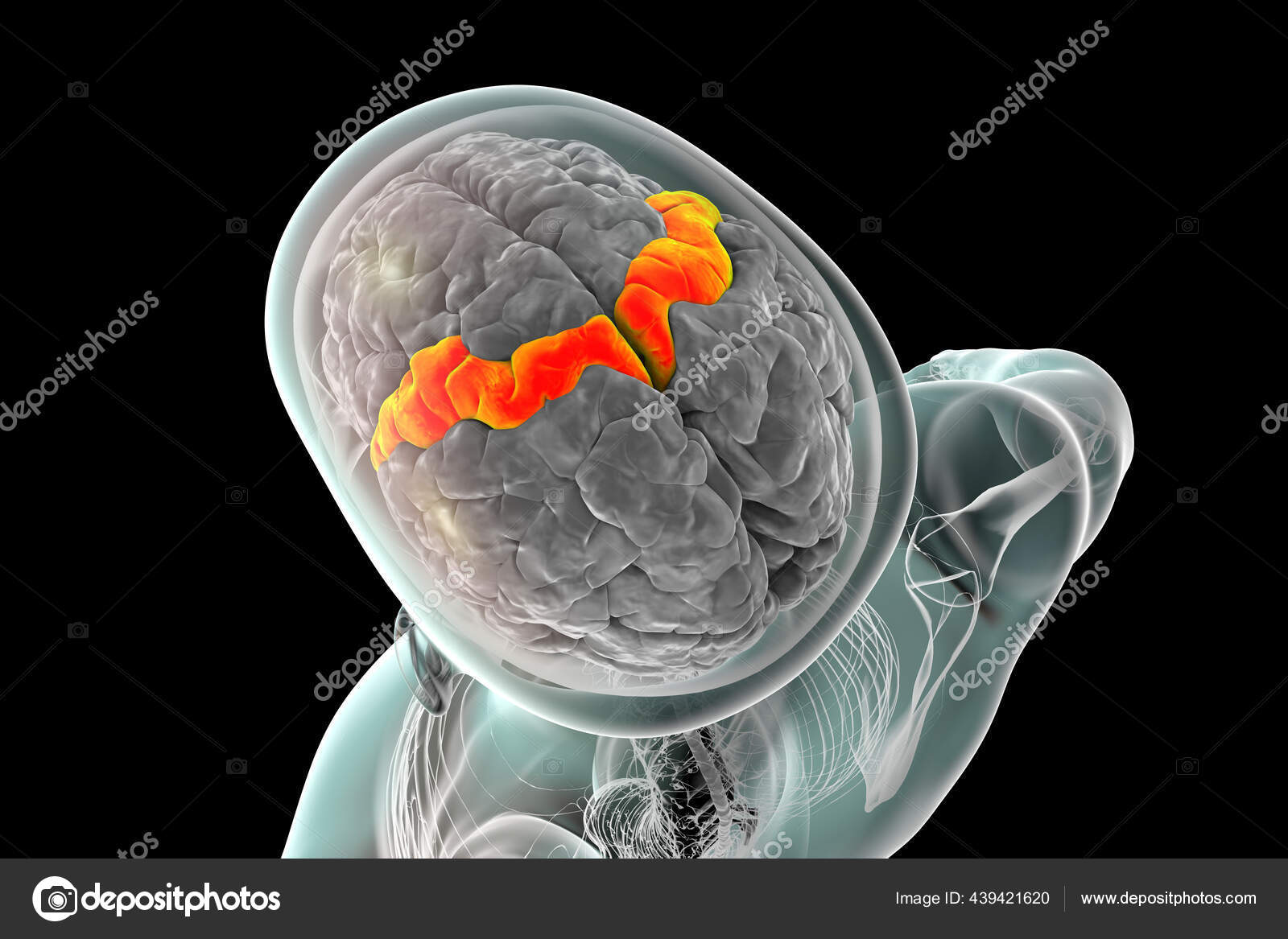 Cerebro Humano Cuerpo Con Giro Precentral Resaltado Ilustración ...