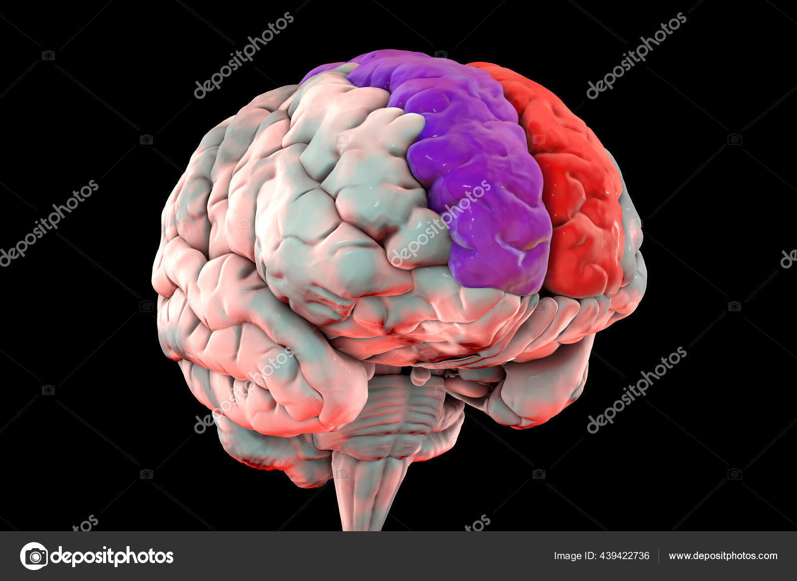 Human Brain Highlighted Superior Frontal Gyrus Also Marginal Gyrus ...