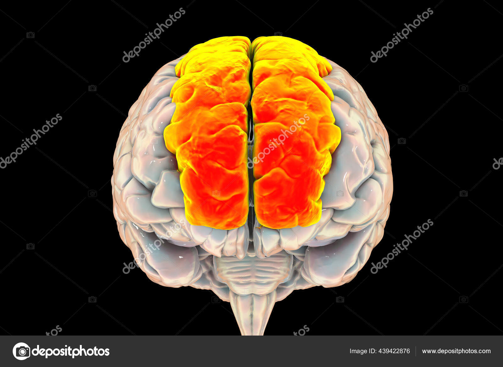 Human Brain Highlighted Superior Frontal Gyrus Also Marginal Gyrus ...