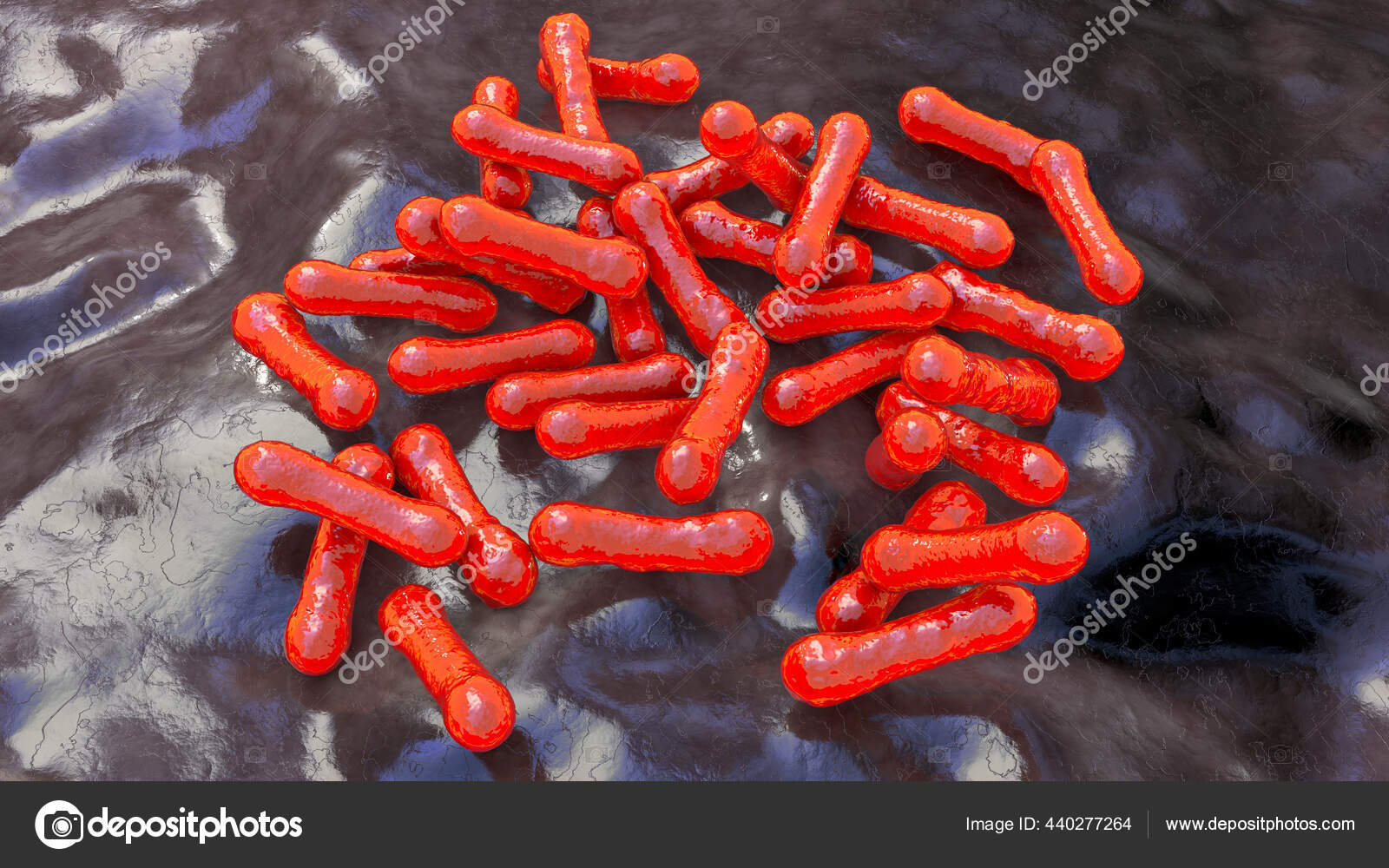 Diphtheria Bacteria Shape