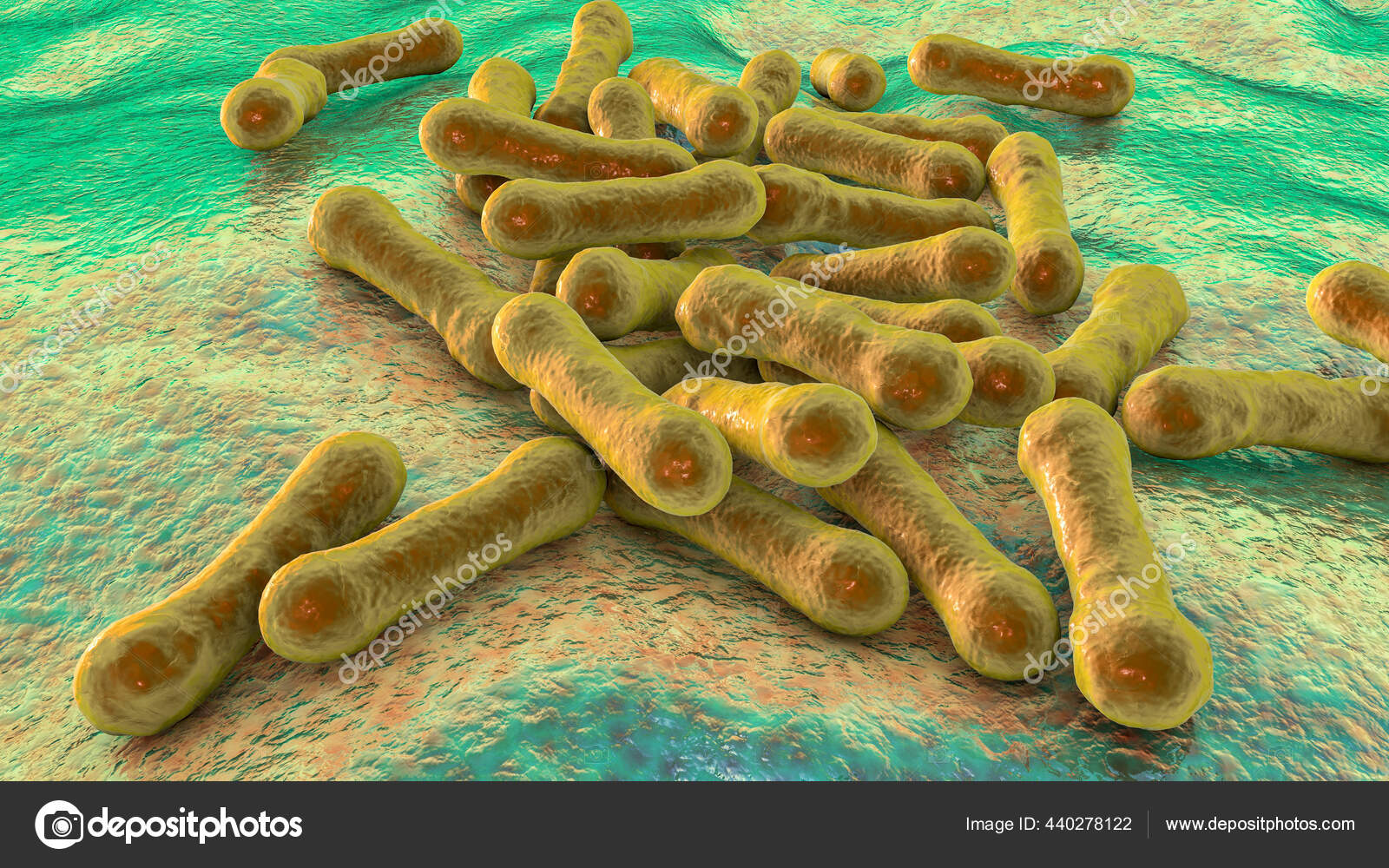 Bacteria Corynebacterium Diphtheriae Gram Positive Rod Shaped Bacterium ...