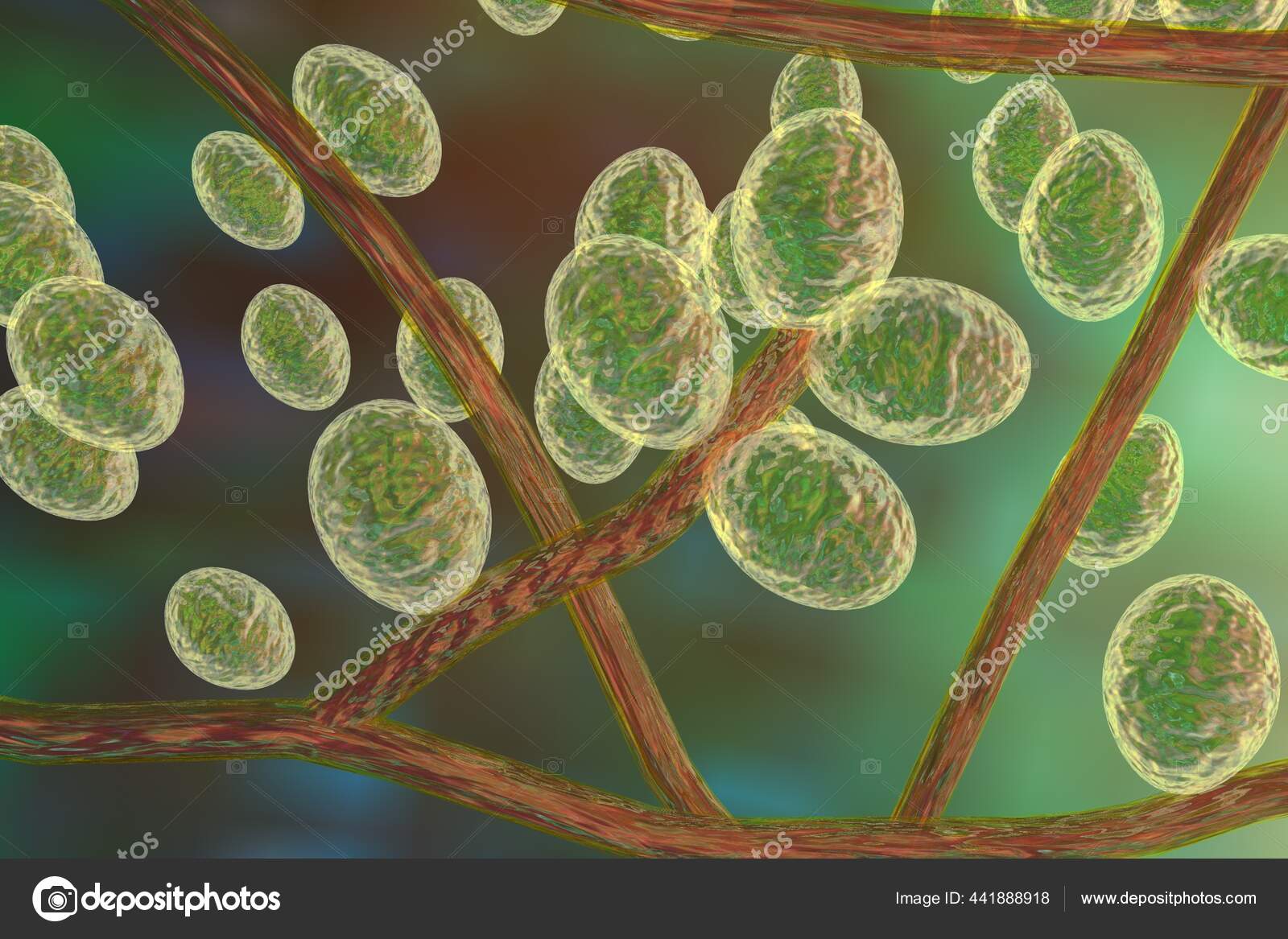 Illustration Fungi Trichophyton Rubrum Which Cause Tinea Athlete's Foot ...