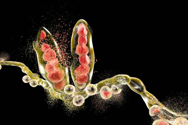 Trichophyton mentagrophytes Stock Photos, Royalty Free Trichophyton ...