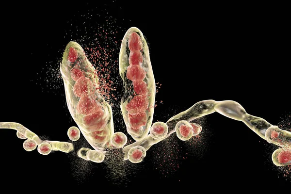 Trichophyton mentagrophytes Stock Photos, Royalty Free Trichophyton ...