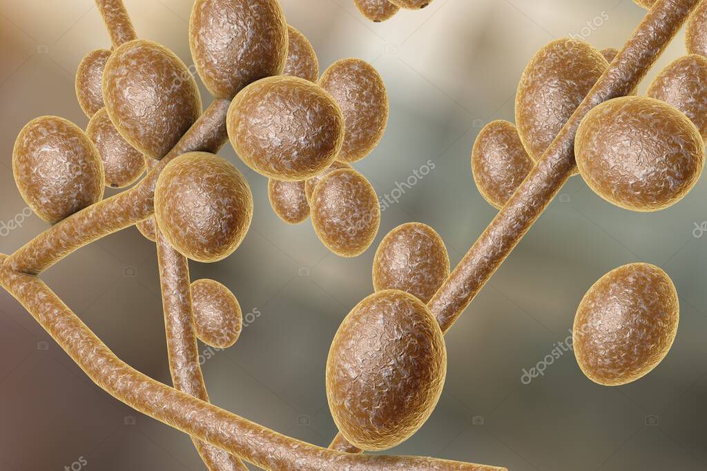 Ilustración 3D de hongos Trichophyton rubrum que causan tiña, pie de ...