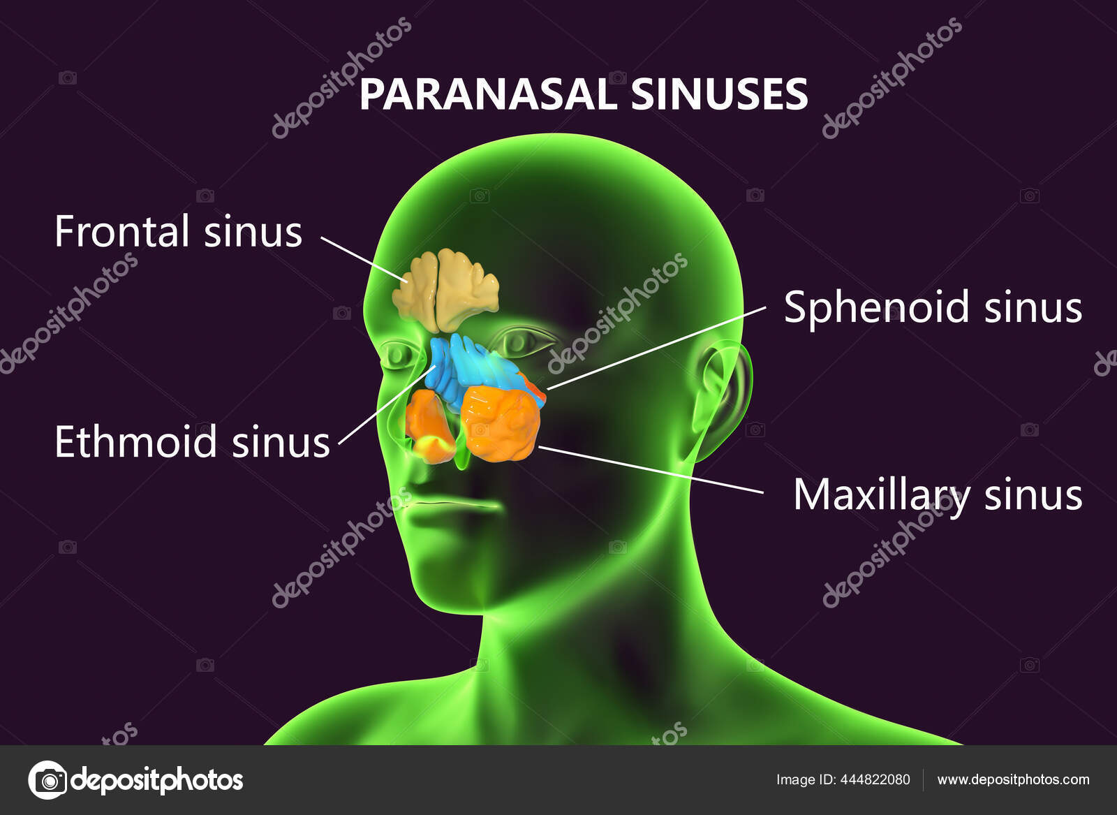 Paranasal Sinuses Coronal Ct Scan Labelled Paranasal Sinuses Coronal Ct Scan Labelled