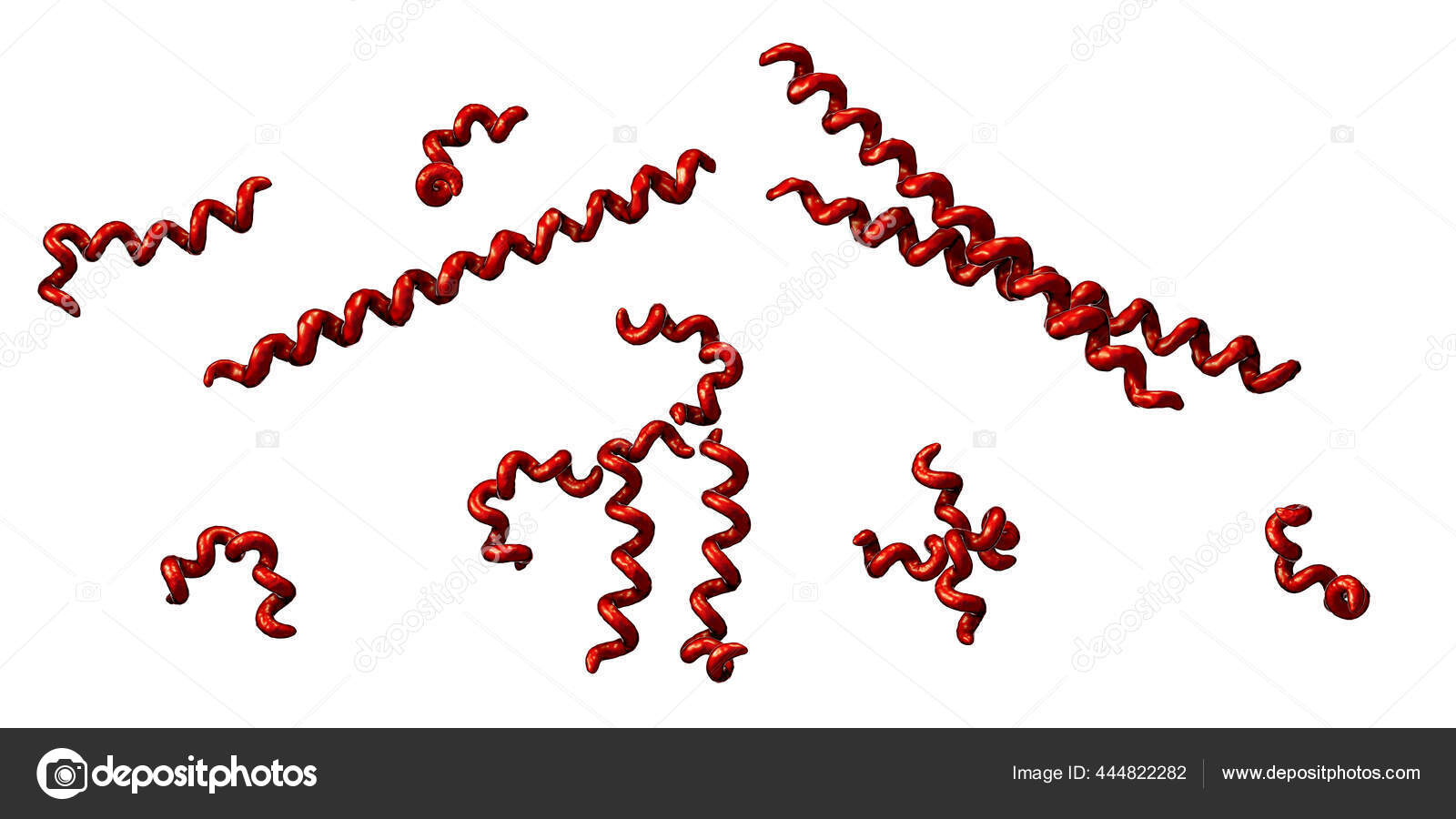 Syphilis Bacteria Treponema Pallidum Isolated White Background ...